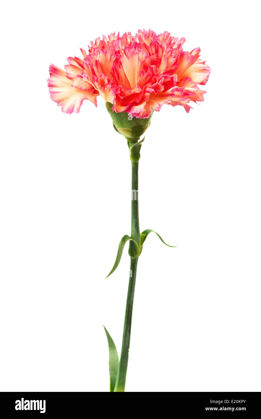 Carnation pattern Cut Out Stock Images & Pictures - Alamy