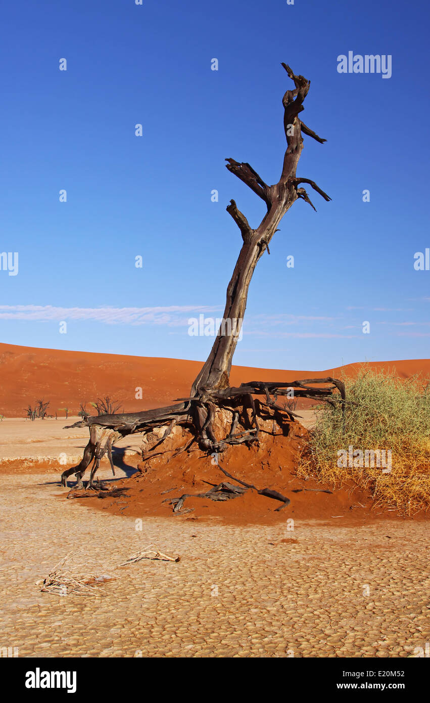 Dead Vlei, Namibia, Namib-Desert Stock Photo - Alamy
