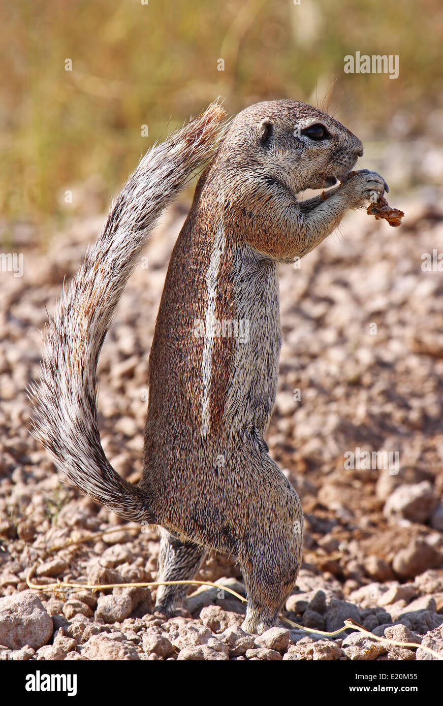african ground squirrel, Namibia Stock Photo - Alamy