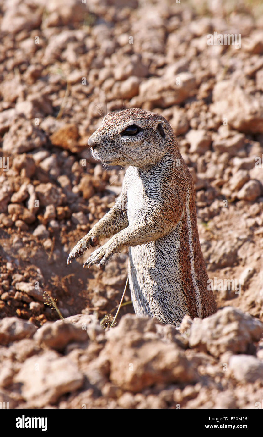 african ground squirrel, Namibia Stock Photo - Alamy