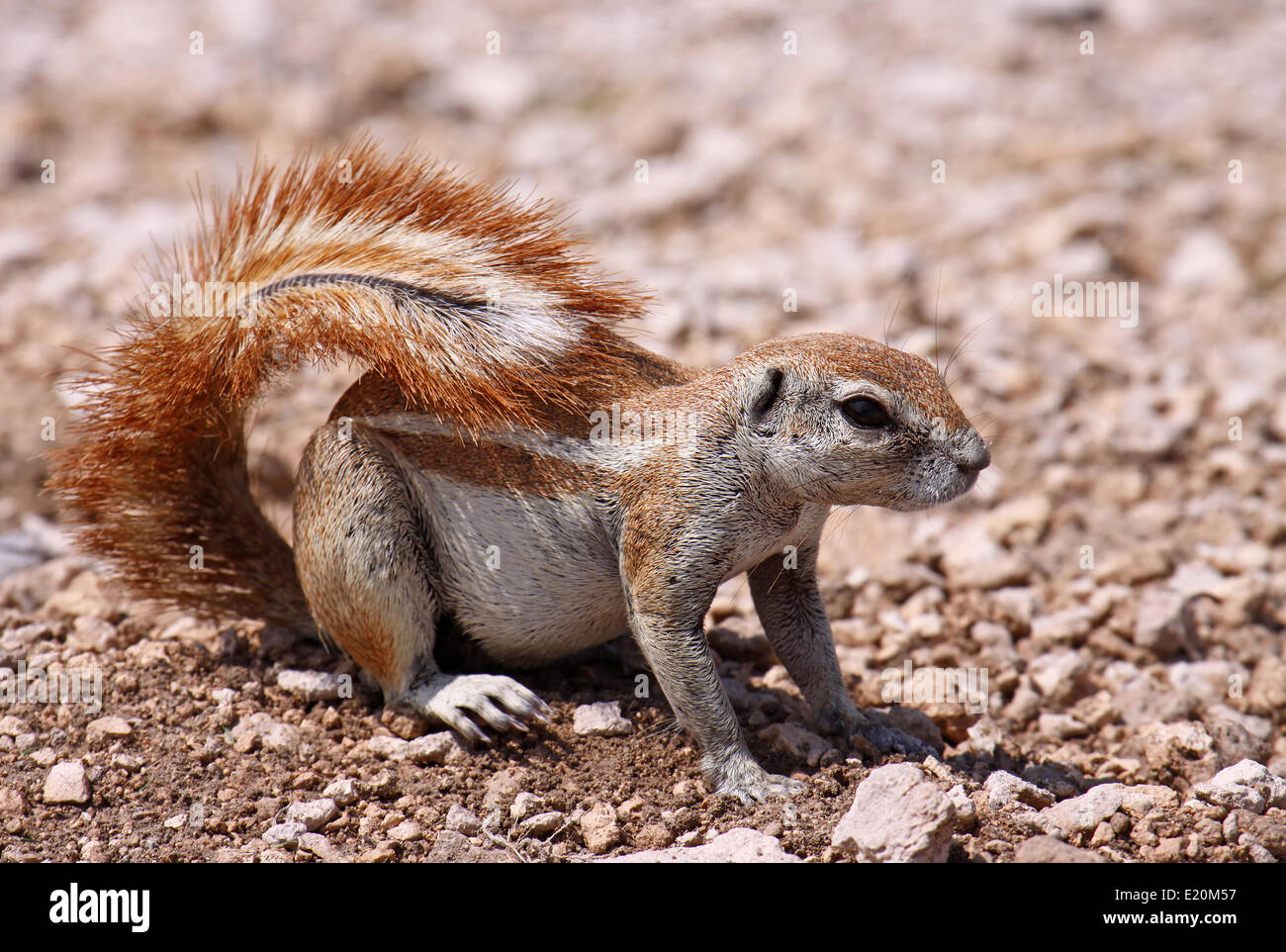 african ground squirrel, Namibia Stock Photo - Alamy