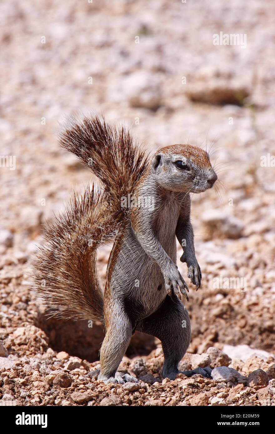 african ground squirrel, Namibia Stock Photo - Alamy