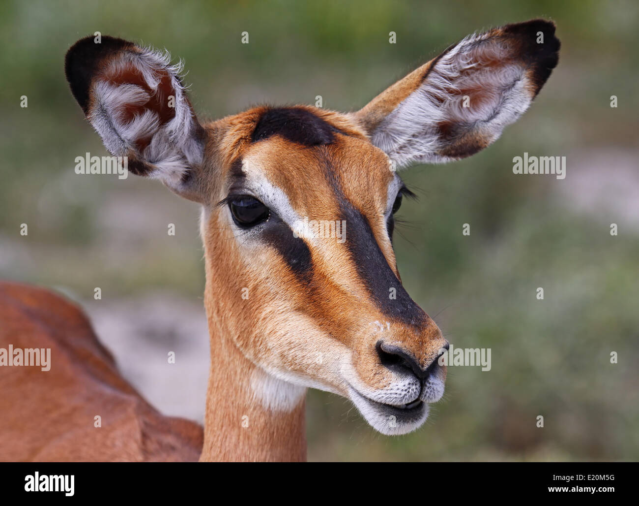 Impala antelopes animals mammals cloven hoofed hi-res stock photography ...