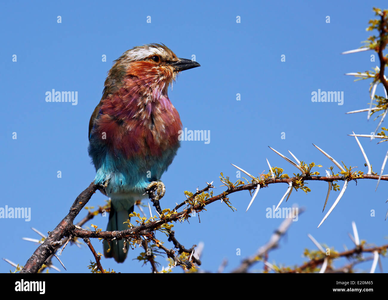Blue breasted roller hi-res stock photography and images - Alamy