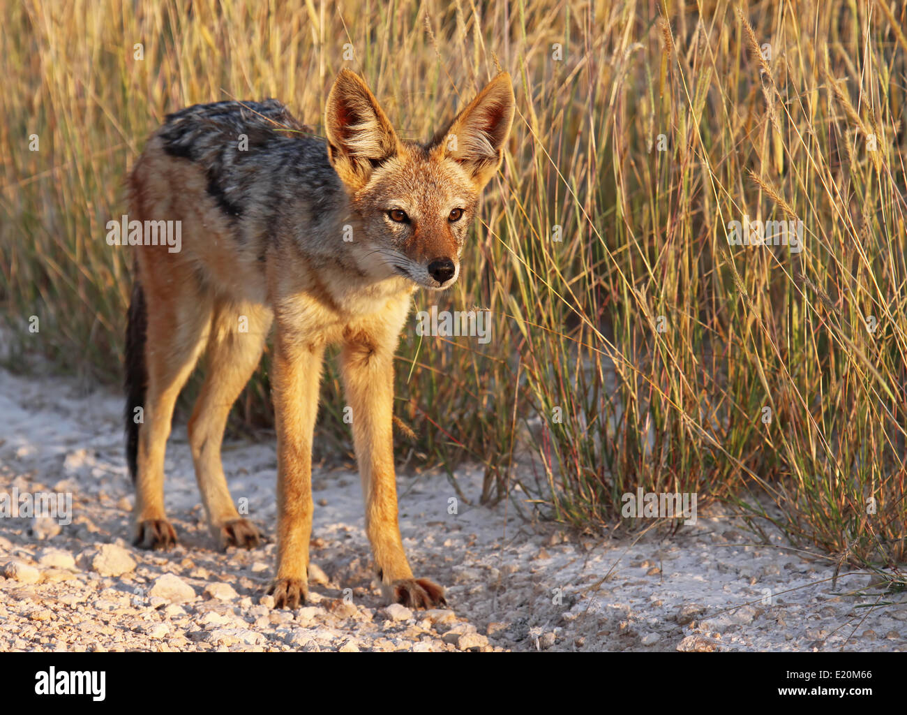 black-backed Jackal, Namibia Stock Photo - Alamy