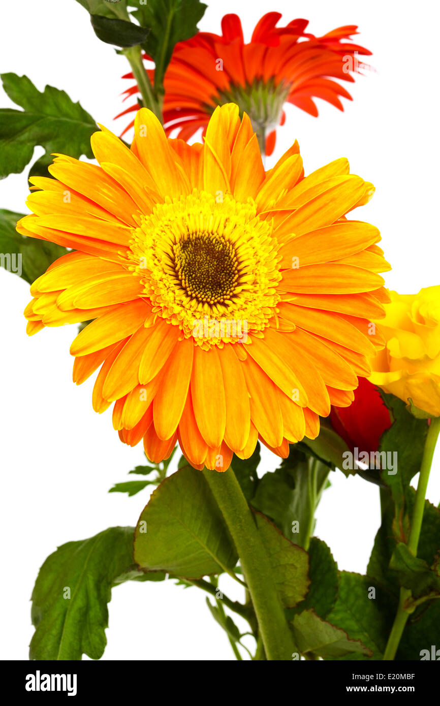bouquet of gerber Stock Photo - Alamy