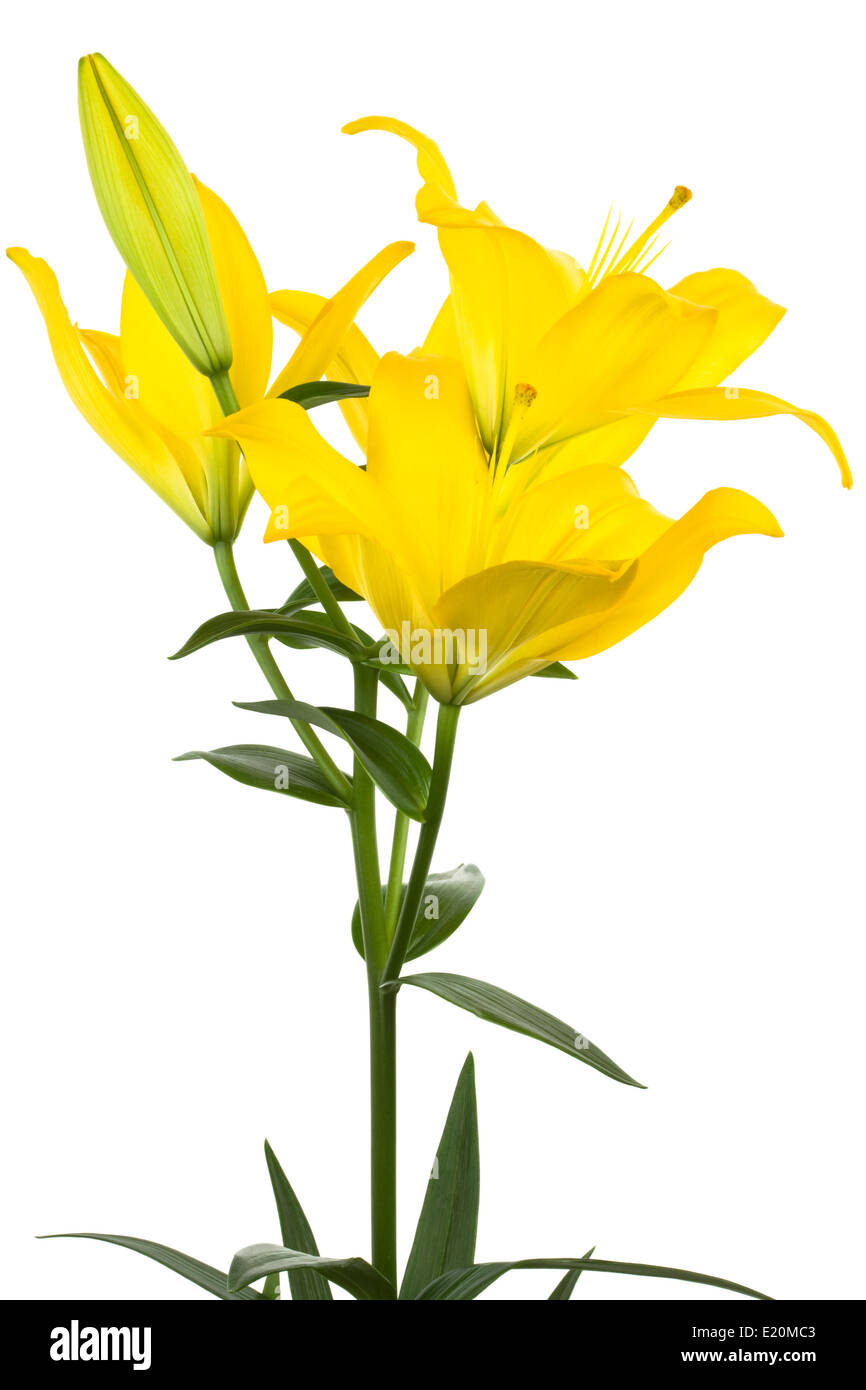 Beautiful yellow lily Stock Photo - Alamy