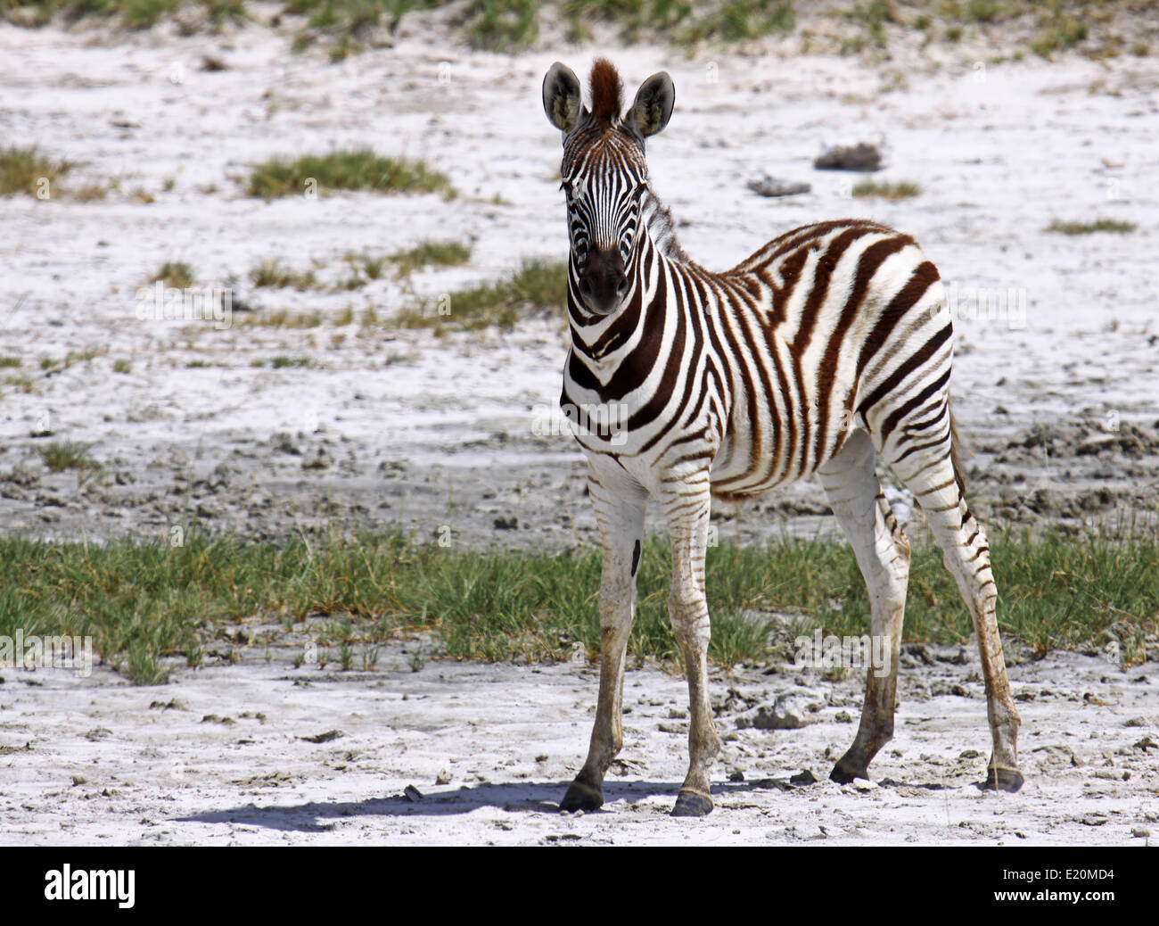 Zebra full face hi-res stock photography and images - Alamy