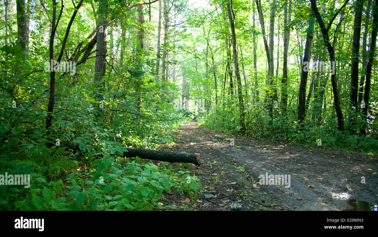 Backyard forest hi-res stock photography and images - Alamy