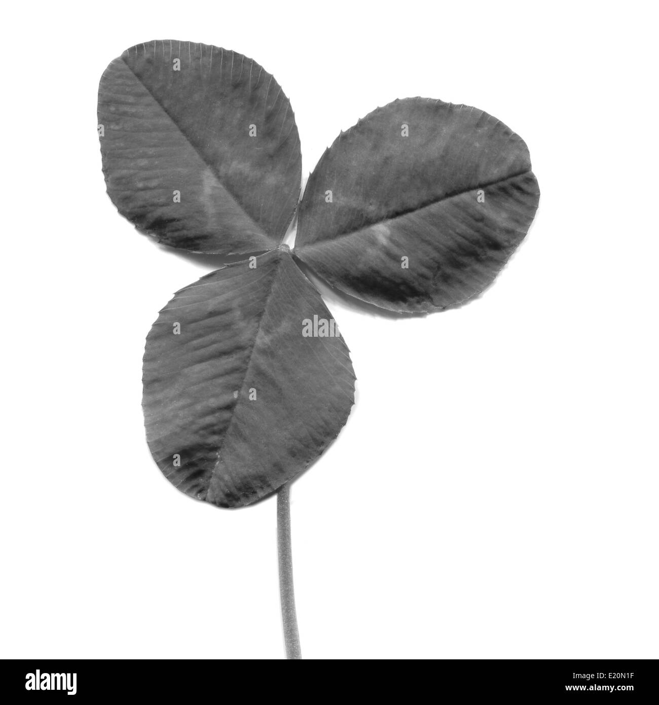 Shamrock Black and White Stock Photos & Images - Alamy