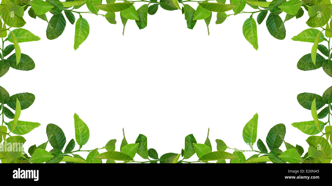green leaves frame Stock Photo - Alamy