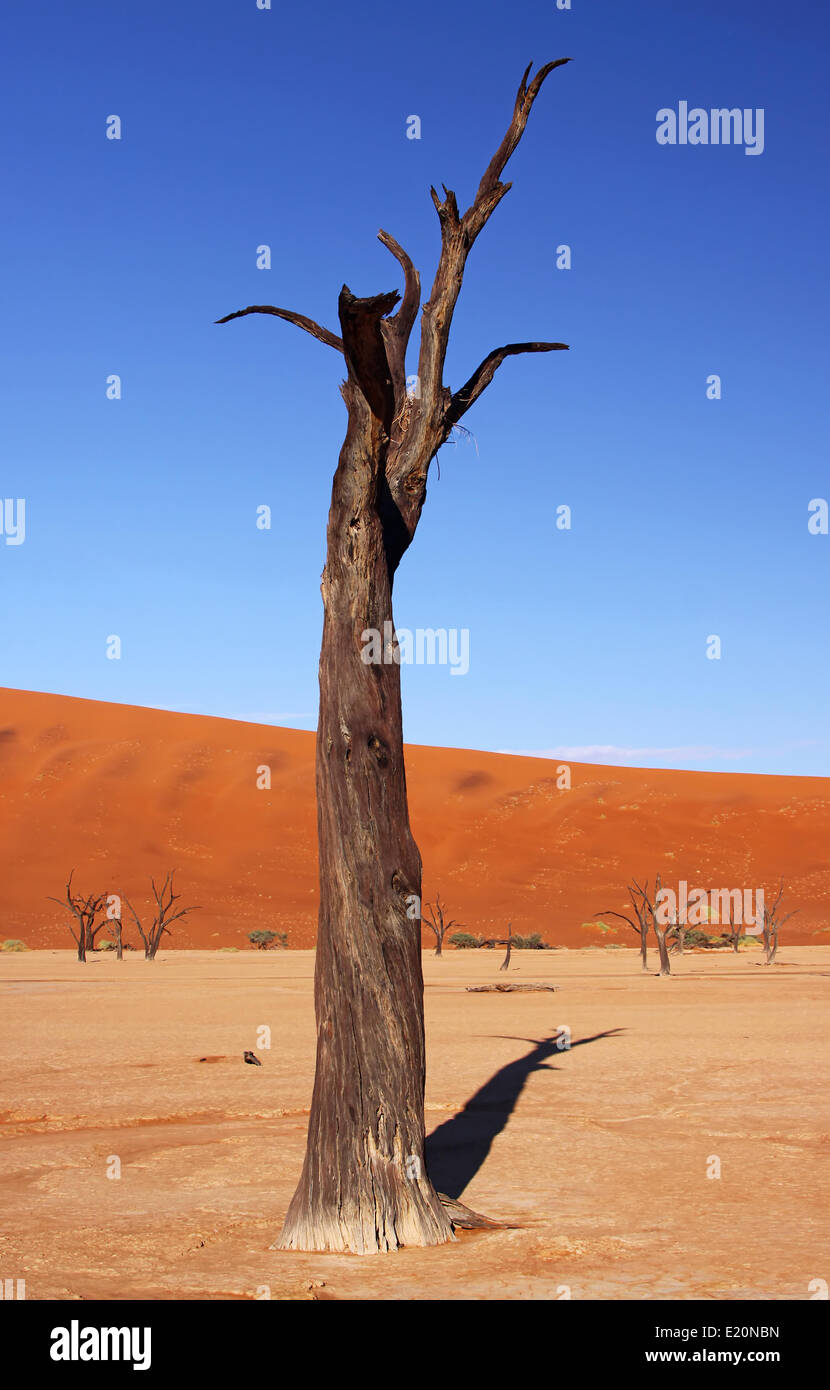 Dead Vlei, Namib-Desert, Namibia Stock Photo - Alamy