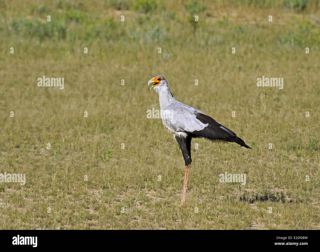 secretary bird, South africa Stock Photo - Alamy