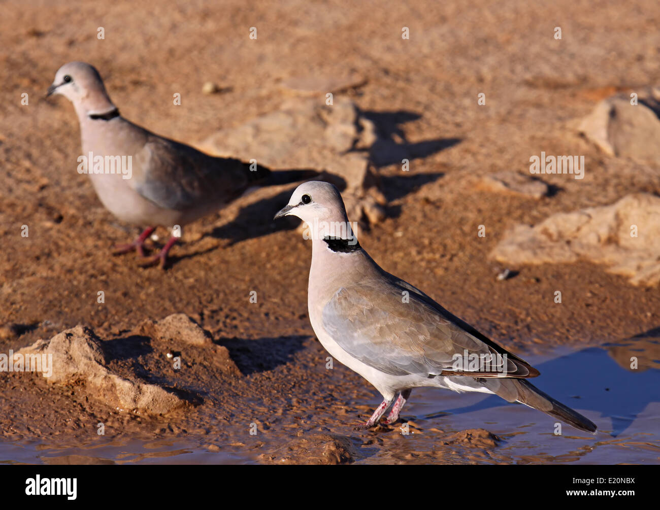Ring necked doves hi-res stock photography and images - Alamy
