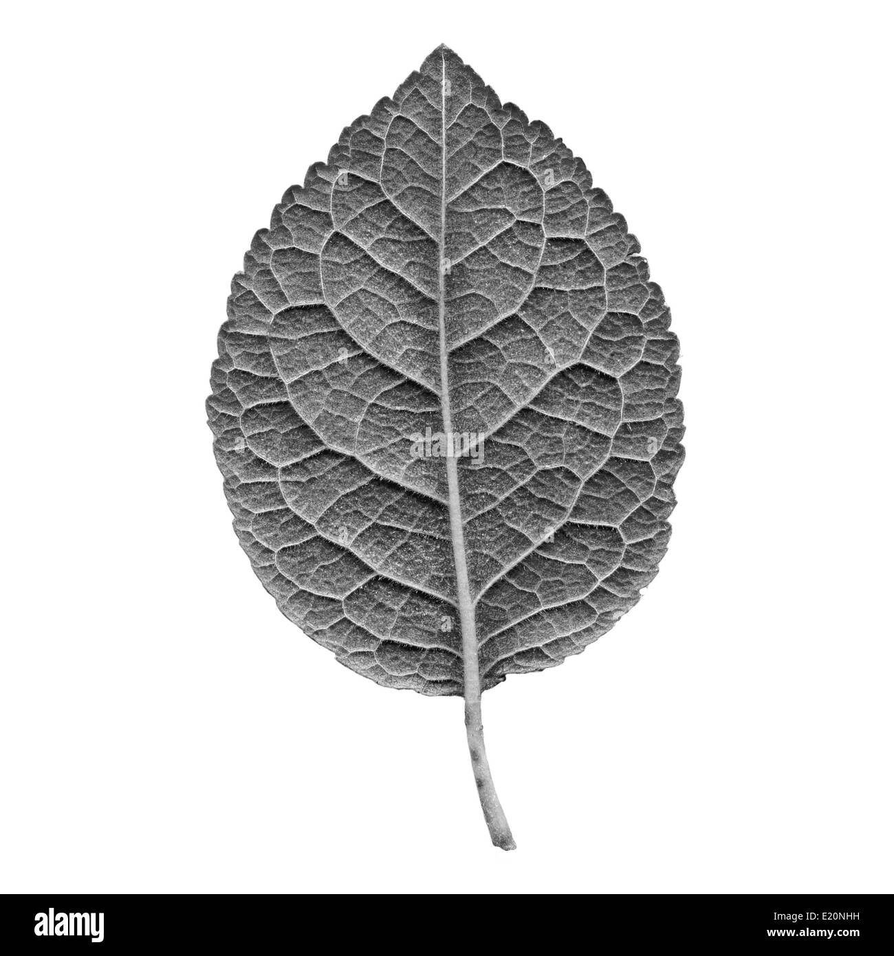 Prune leaf Cut Out Stock Images & Pictures - Alamy