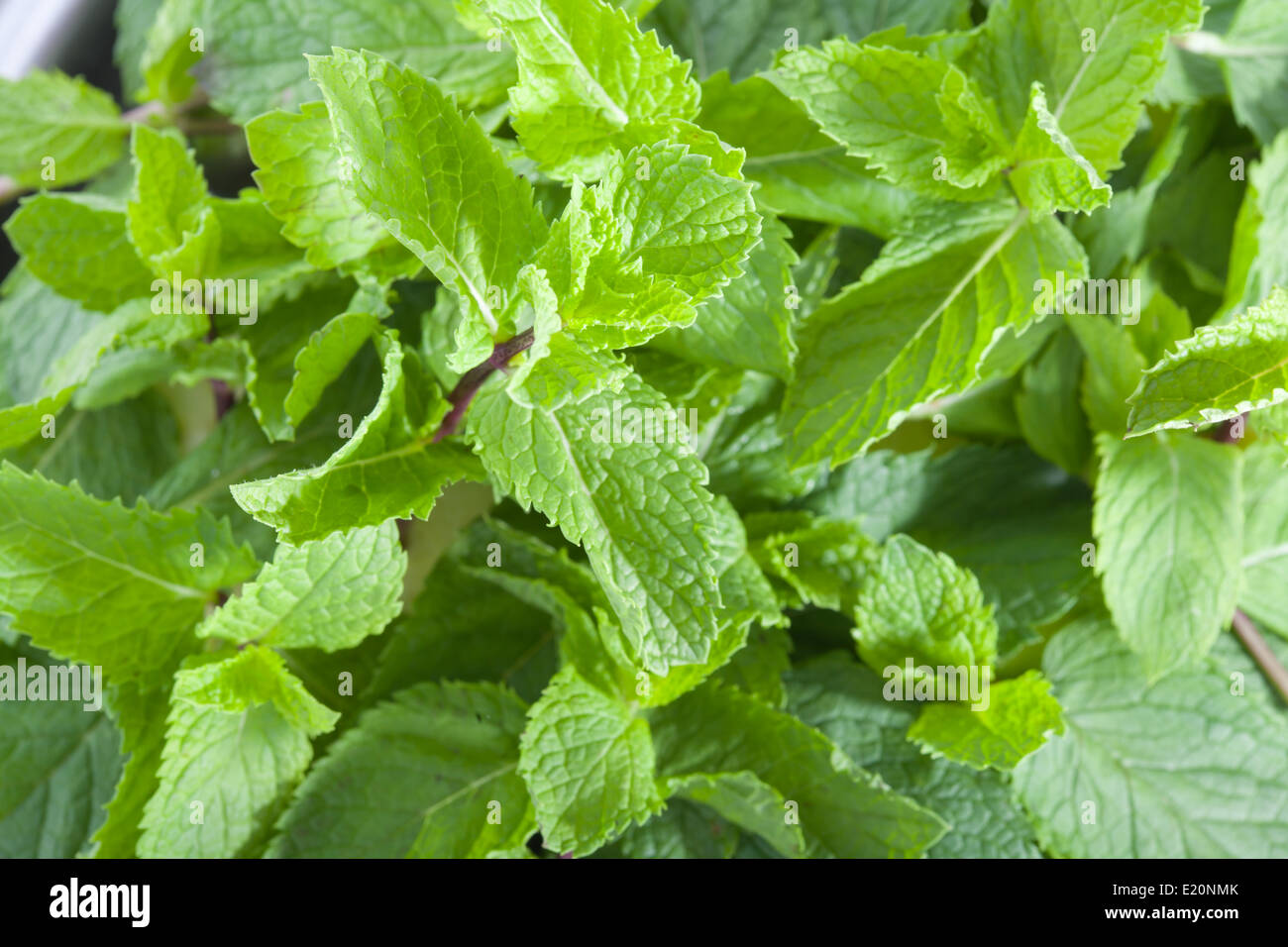 Fresh mint leaves Stock Photo - Alamy