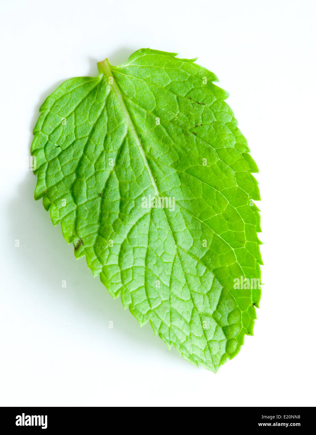 Fresh mint leaves Stock Photo - Alamy