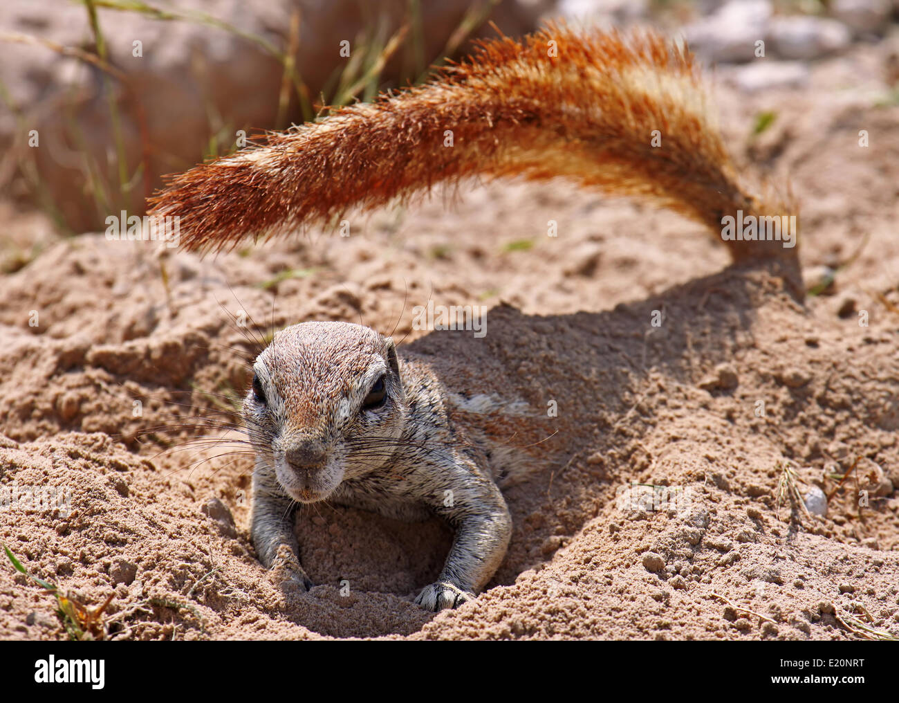 african ground squirrel Stock Photo - Alamy