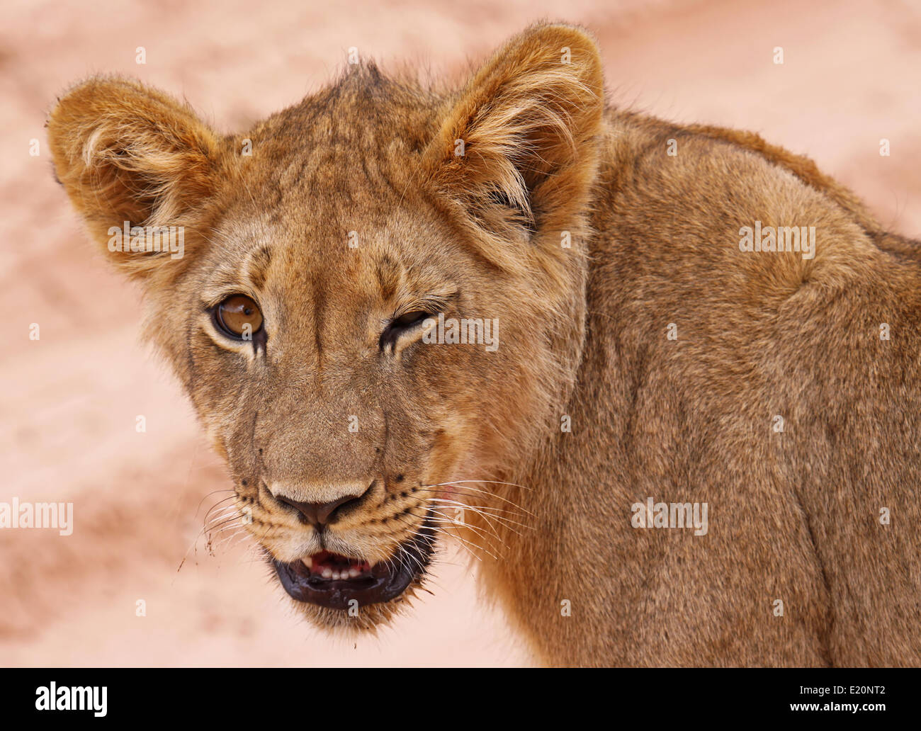 Young lion in south africa Stock Photo - Alamy