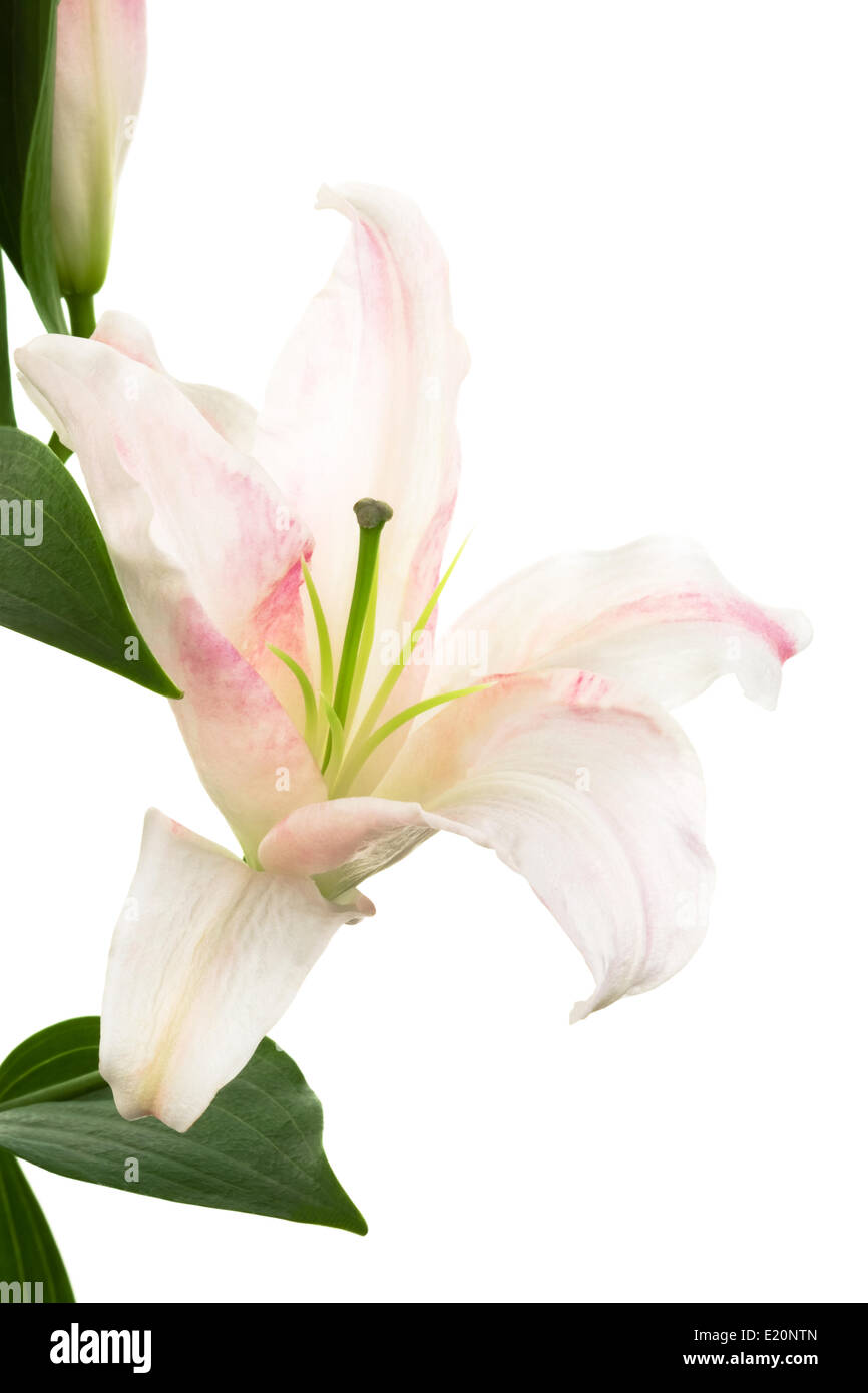 Lily lil hi-res stock photography and images - Alamy