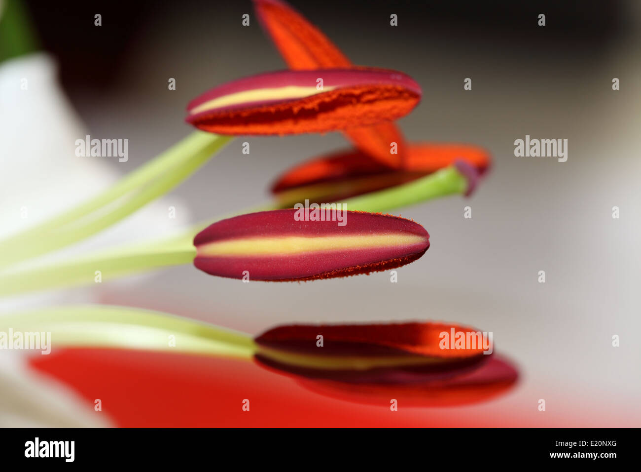 Still life flower Stock Photo - Alamy