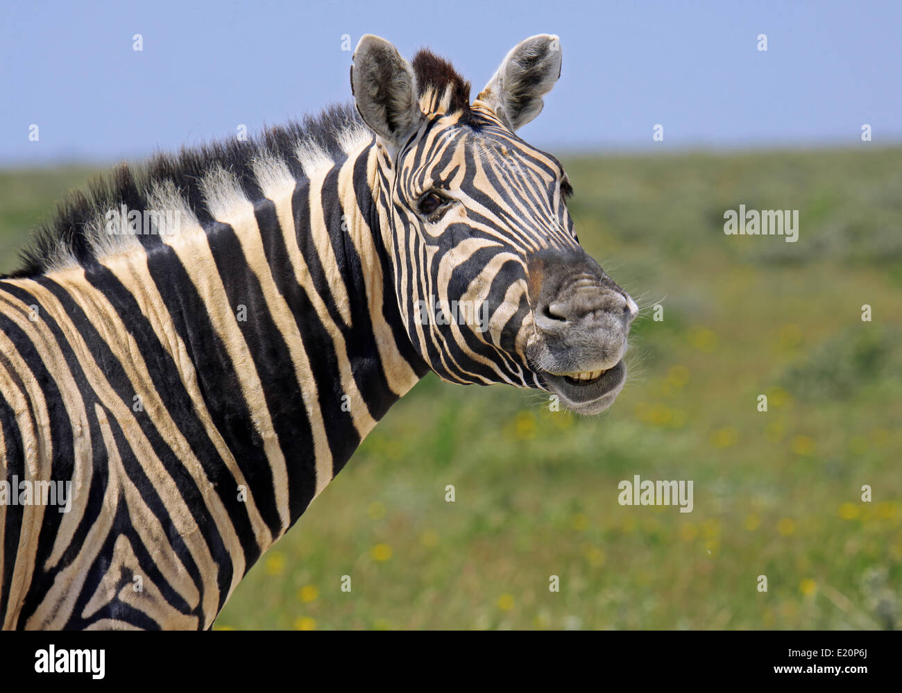 Smiling Zebra