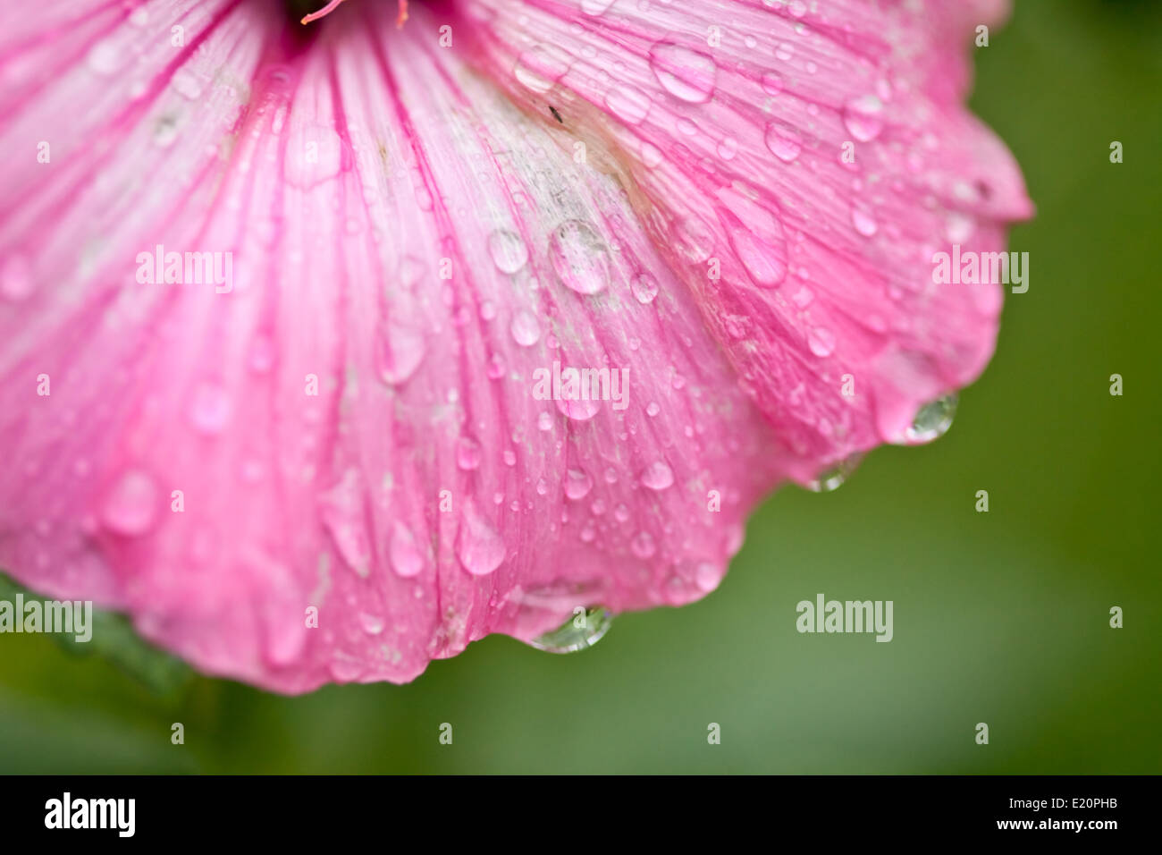 Flush of pink hi-res stock photography and images - Alamy