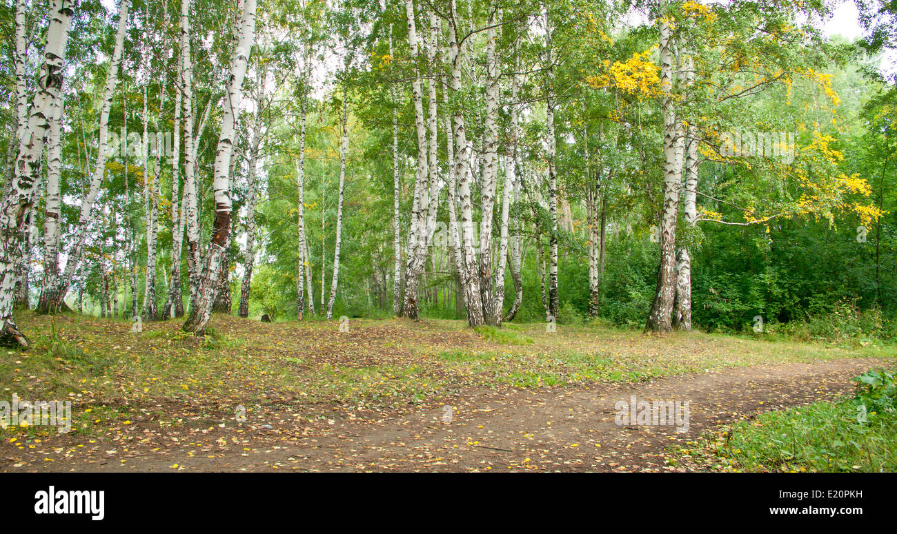 Stick timber forest hi-res stock photography and images - Alamy