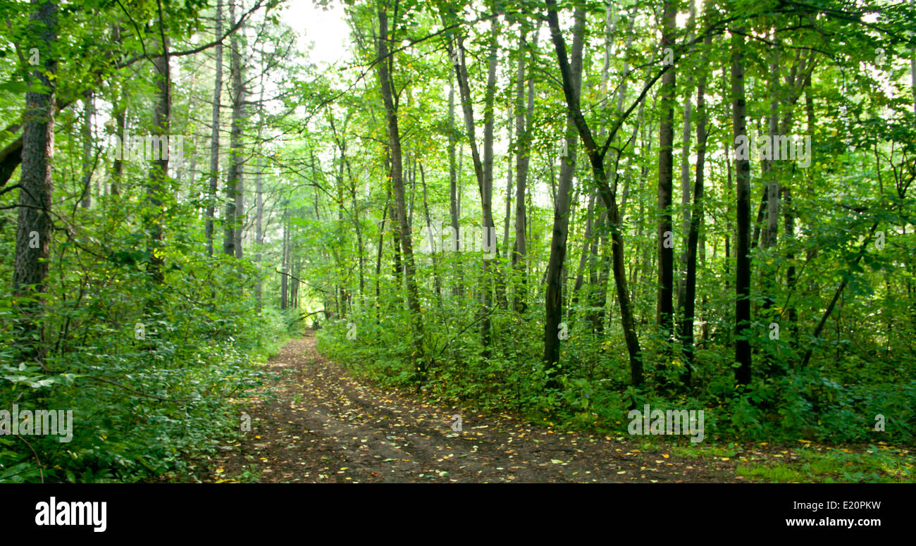 Stick timber forest hi-res stock photography and images - Alamy