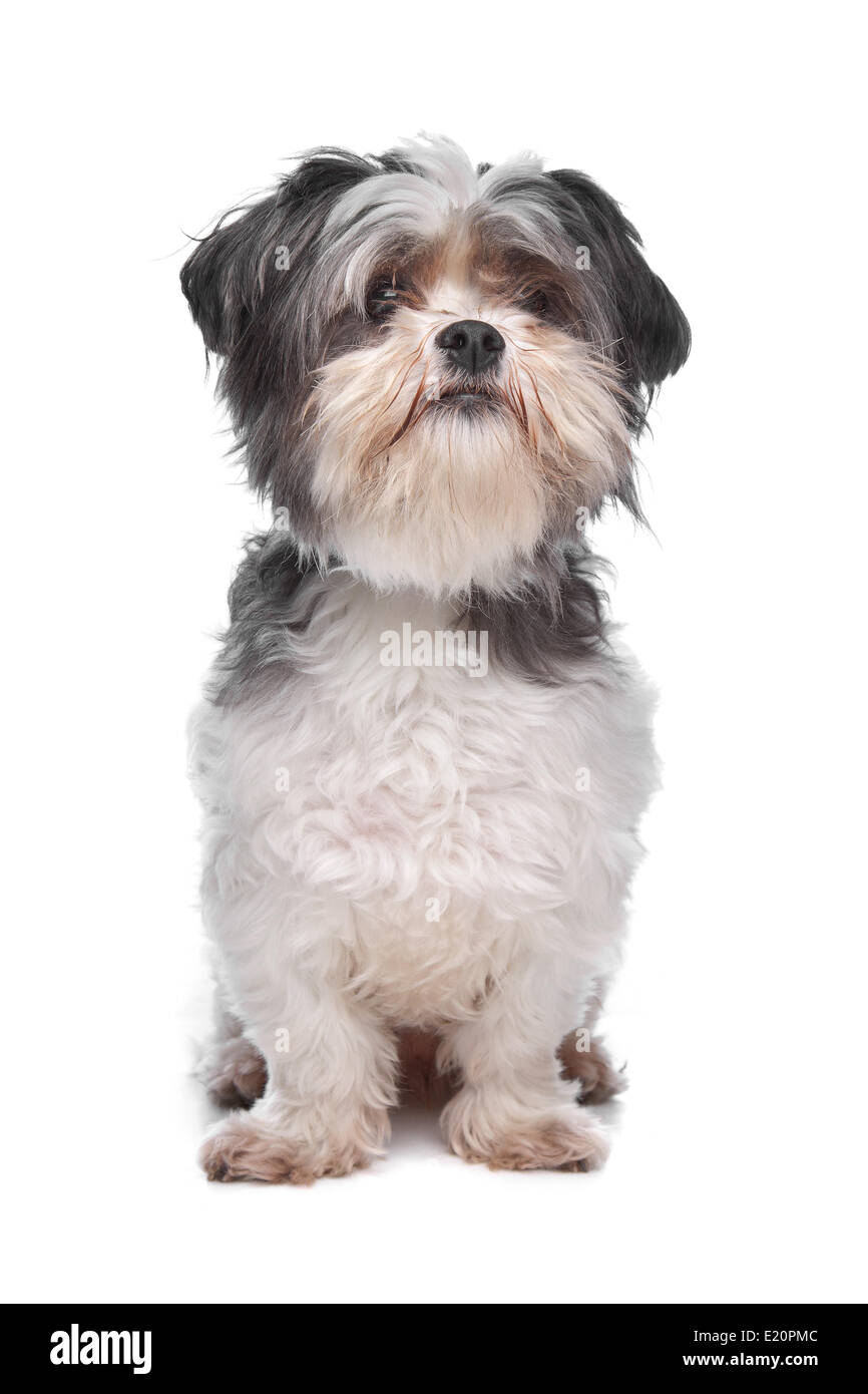 boomer, mixed breed dog Stock Photo - Alamy