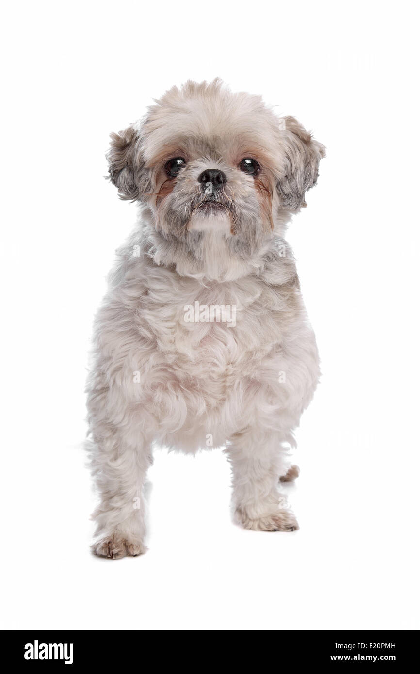 Shitzu hi-res stock photography and images - Alamy