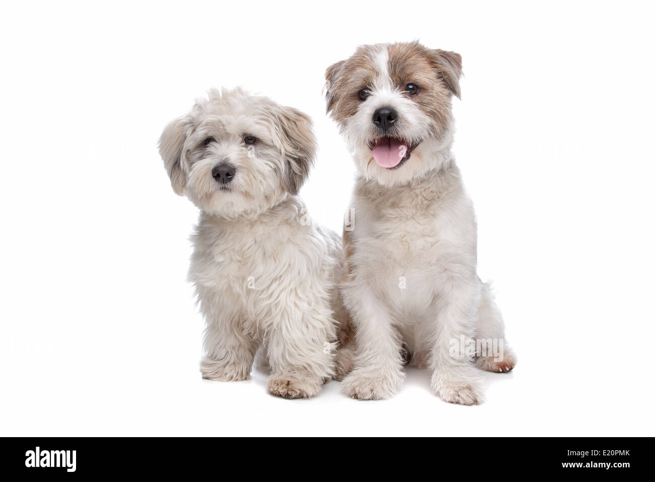 boomer, mixed breed dog Stock Photo - Alamy