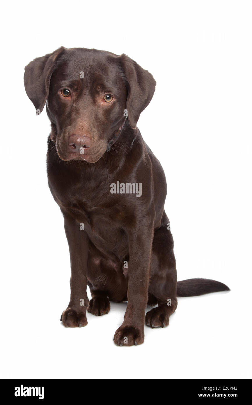 Chien labrador Cut Out Stock Images & Pictures - Alamy