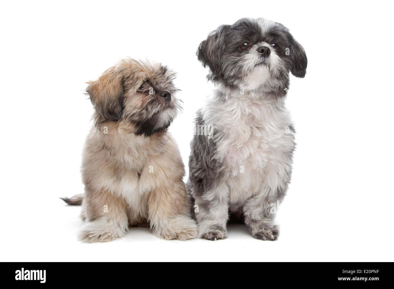 Lhaso apso and a shih tzu Stock Photo - Alamy