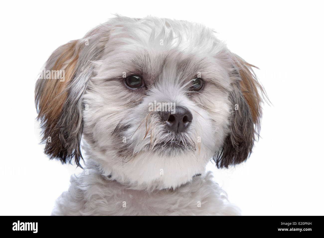 boomer, mixed breed dog Stock Photo - Alamy