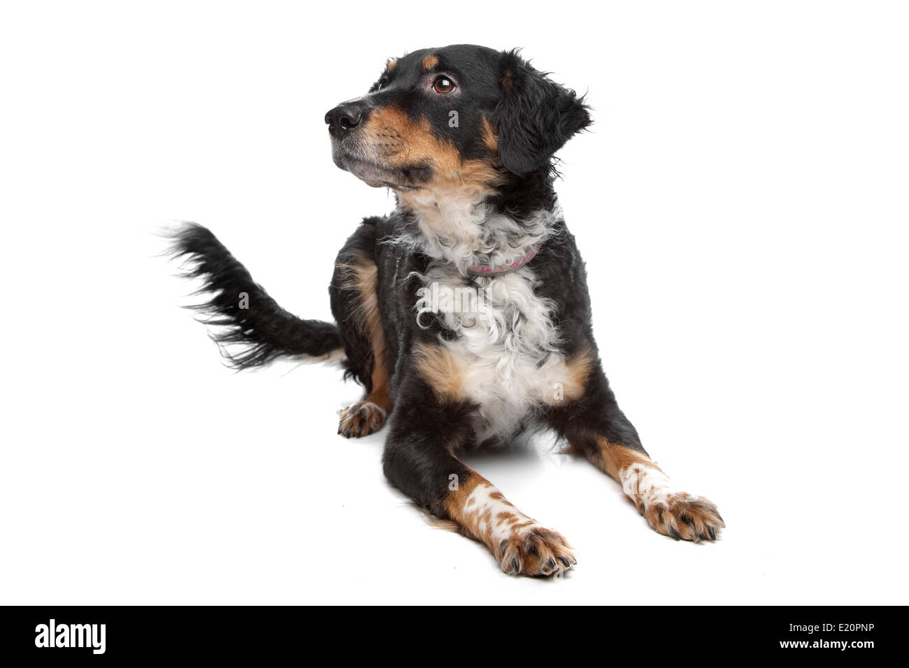 mixed breed dog, kooiker, Frisian Pointer Stock Photo - Alamy