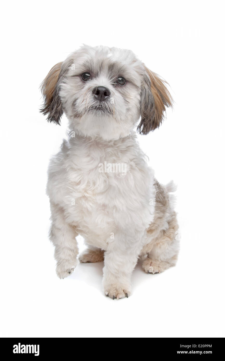 boomer, mixed breed dog Stock Photo - Alamy