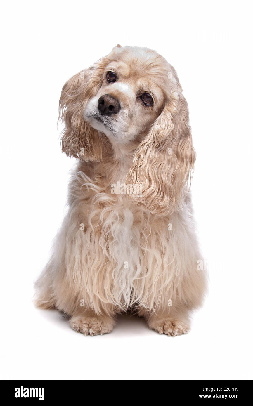 American Cocker Spaniel Stock Photo - Alamy