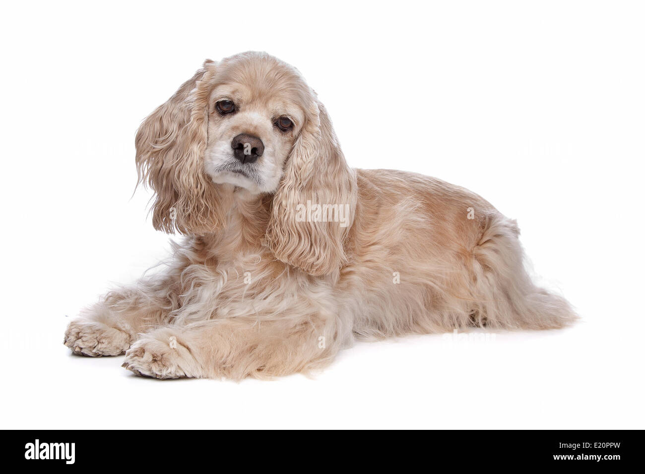 American Cocker Spaniel Stock Photo - Alamy