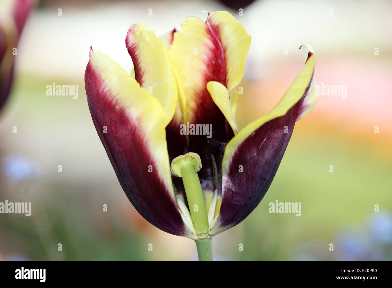 Tulip nature hi-res stock photography and images - Alamy