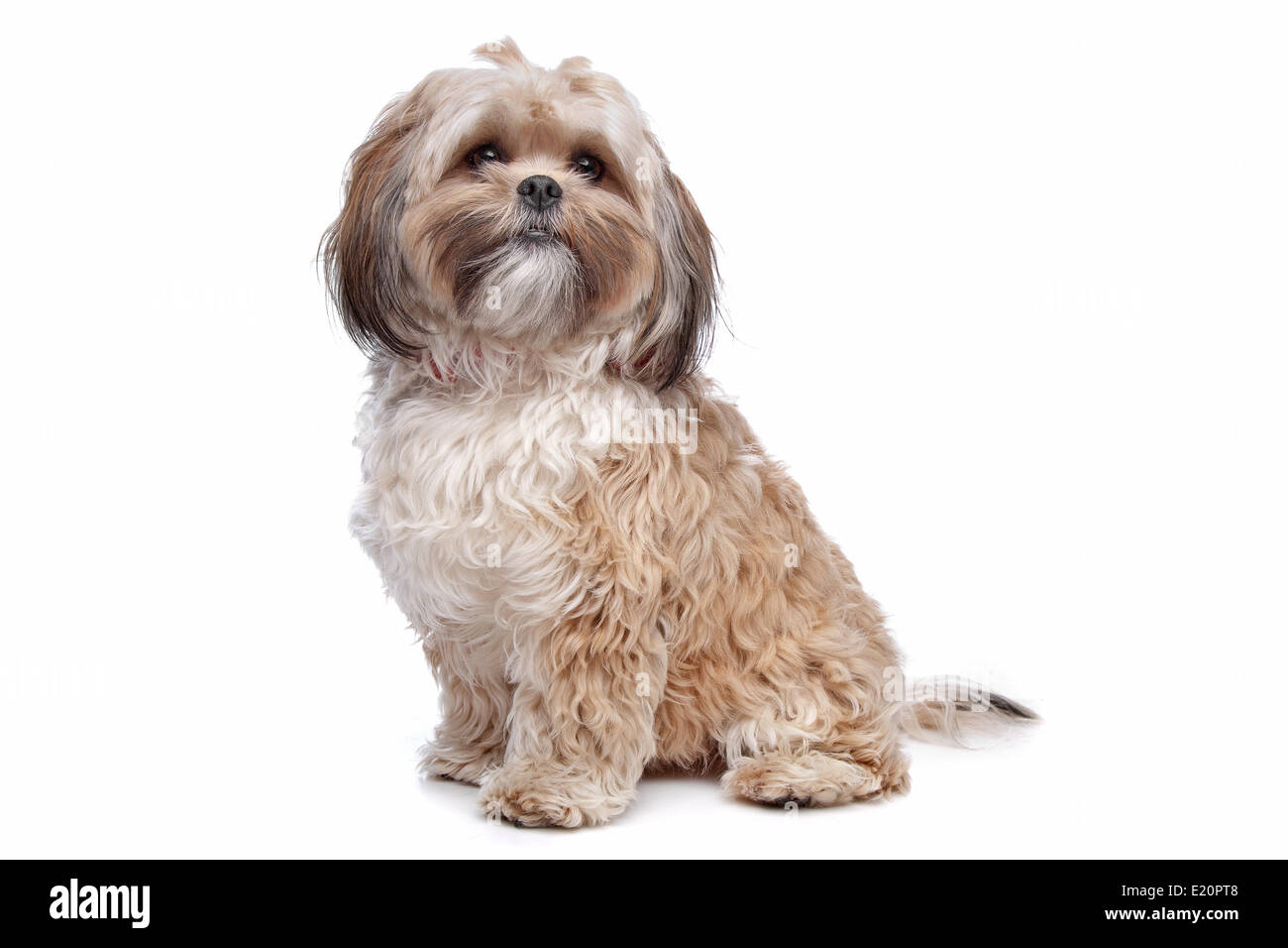 boomer, mixed breed dog Stock Photo - Alamy