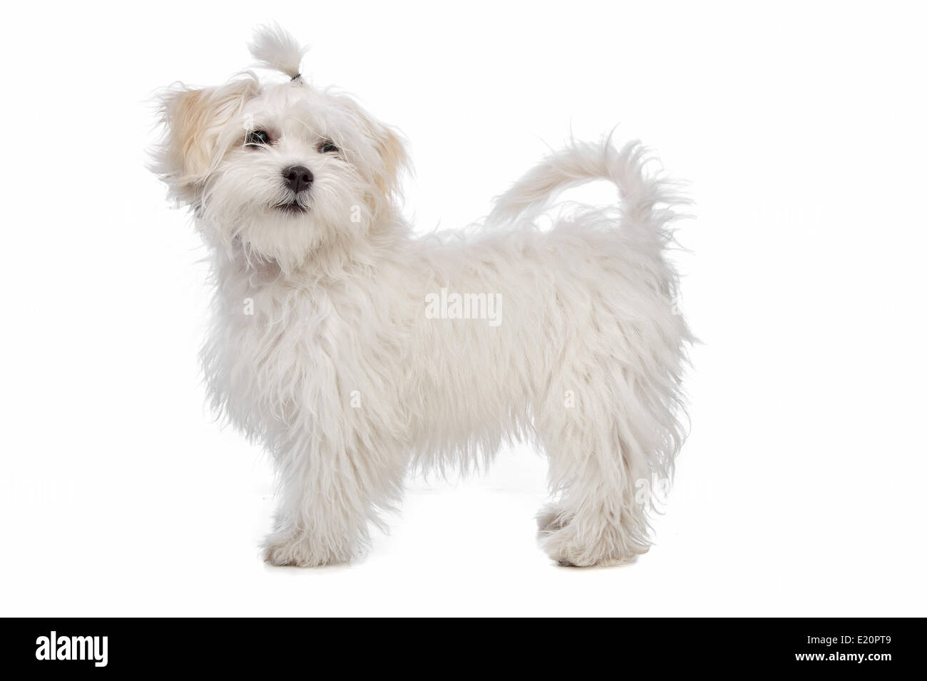 white maltese dog Stock Photo - Alamy