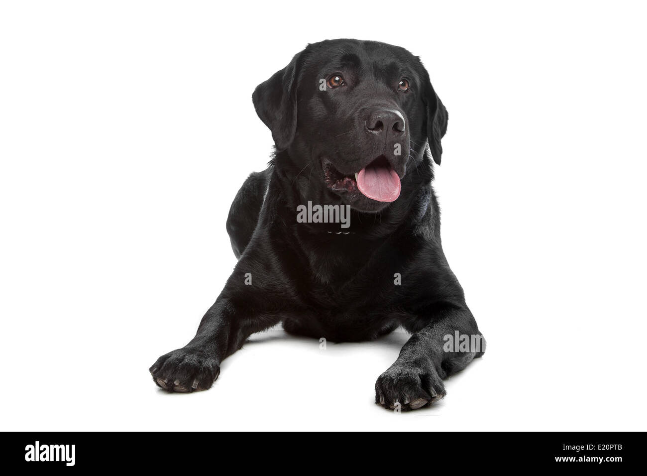 Black labrador gundog Cut Out Stock Images & Pictures - Alamy