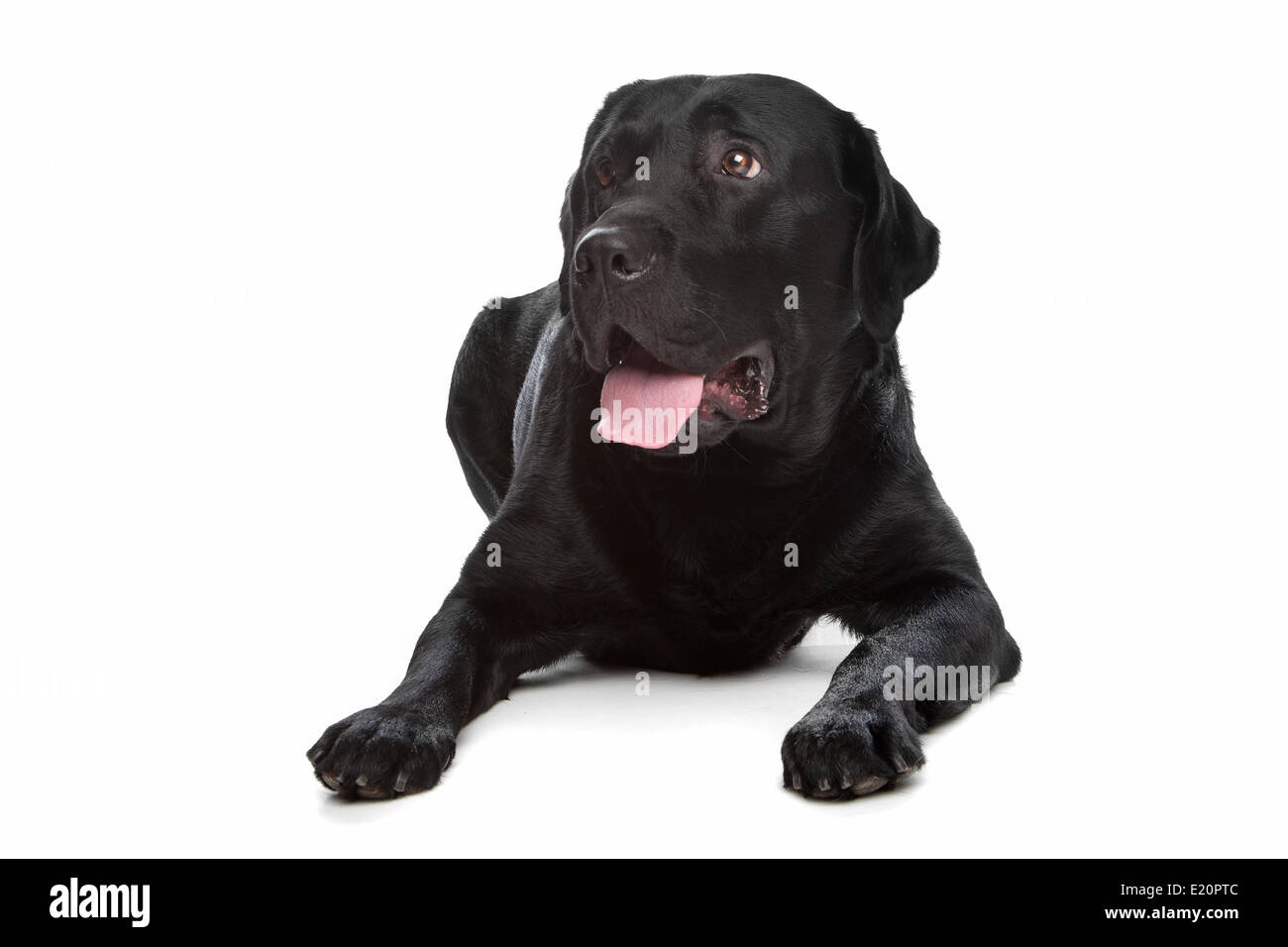Black labrador gundog Cut Out Stock Images & Pictures - Alamy