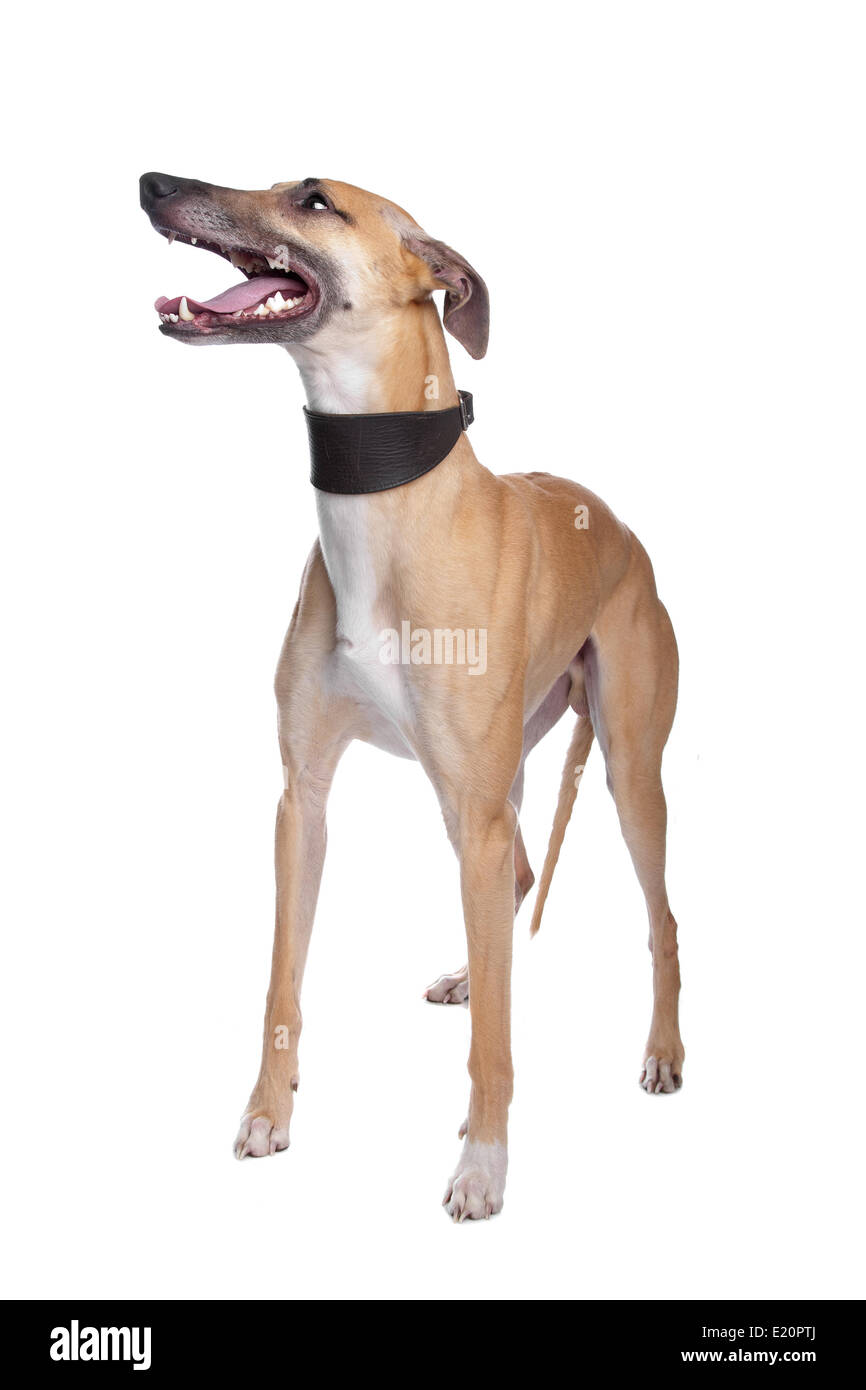 Levrier dog hi-res stock photography and images - Alamy