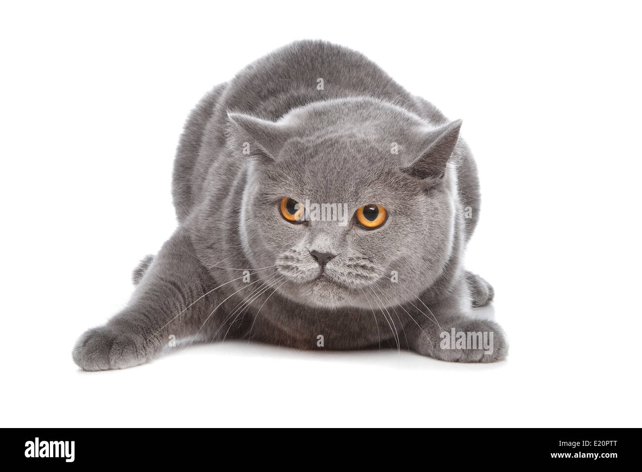 blue British Shorthair cat Stock Photo - Alamy