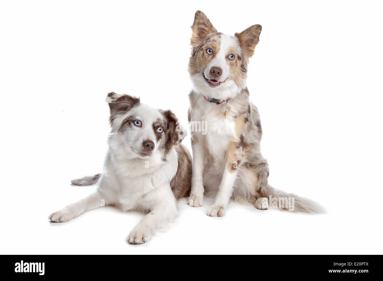 two border collie dogs Stock Photo - Alamy