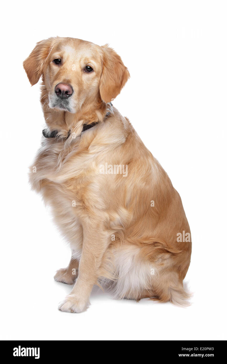 Chien labrador Cut Out Stock Images & Pictures - Alamy