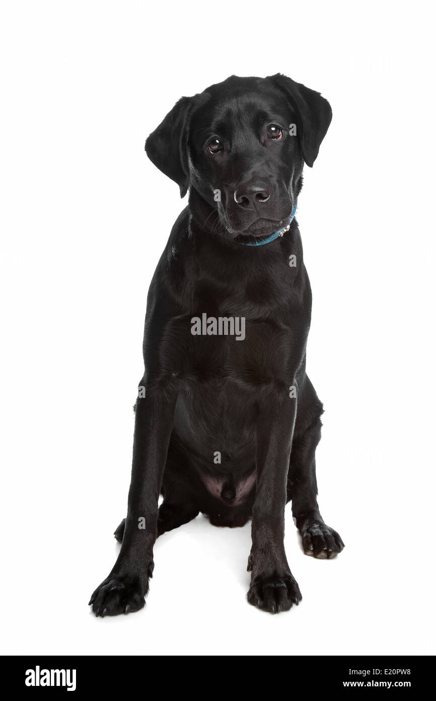 Labrador retriever british dog Cut Out Stock Images & Pictures - Alamy