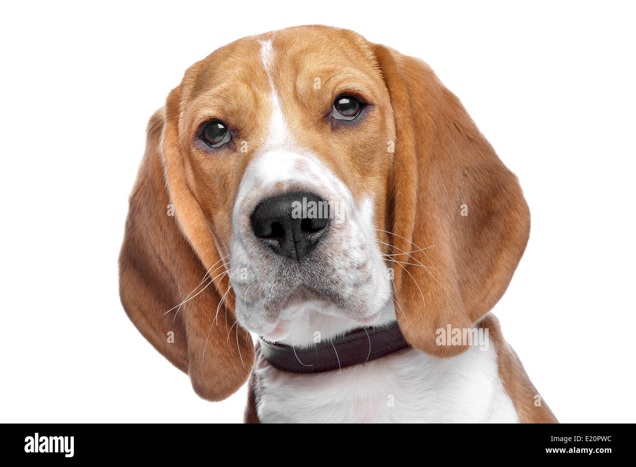 Perro beagle hi-res stock photography and images - Alamy